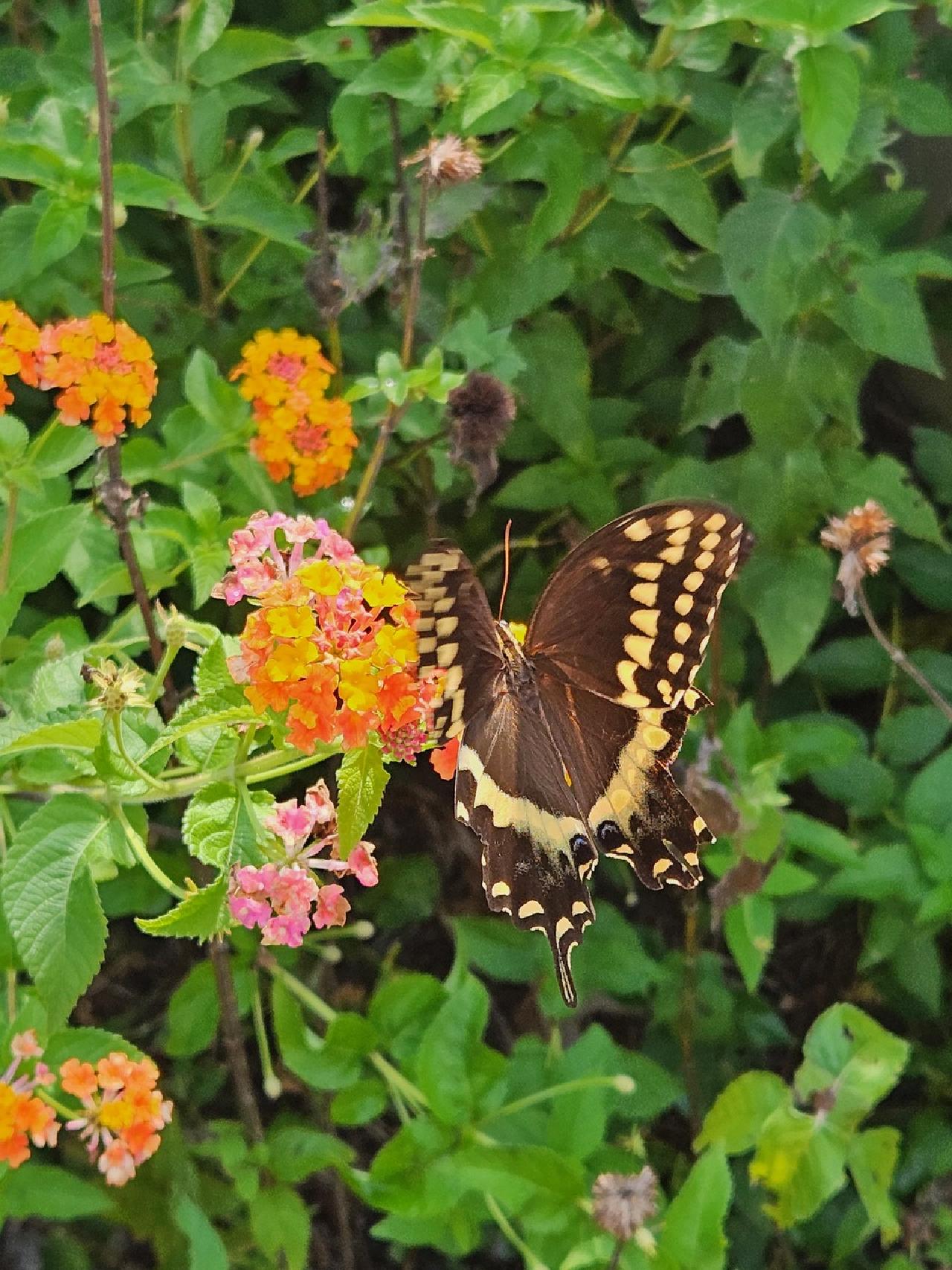 Middle Peninsula Master Naturalists – Serving Gloucester, Mathews ...